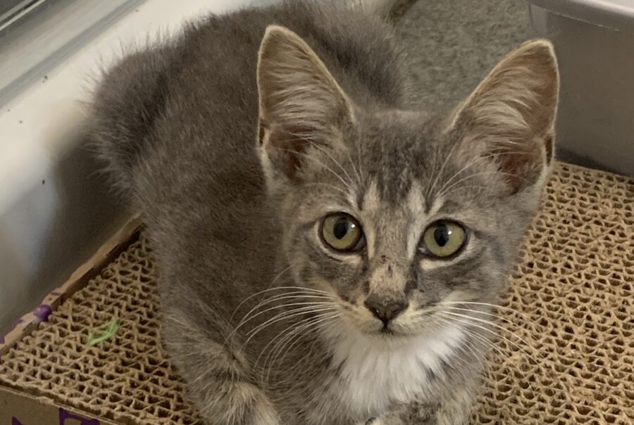 Axanar – "Axanar" is a web feature that tells the story of Garth of ...