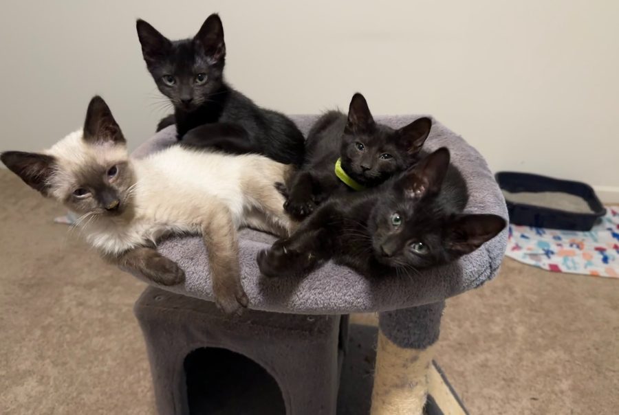 Axanar – "Axanar" is a web feature that tells the story of Garth of ...